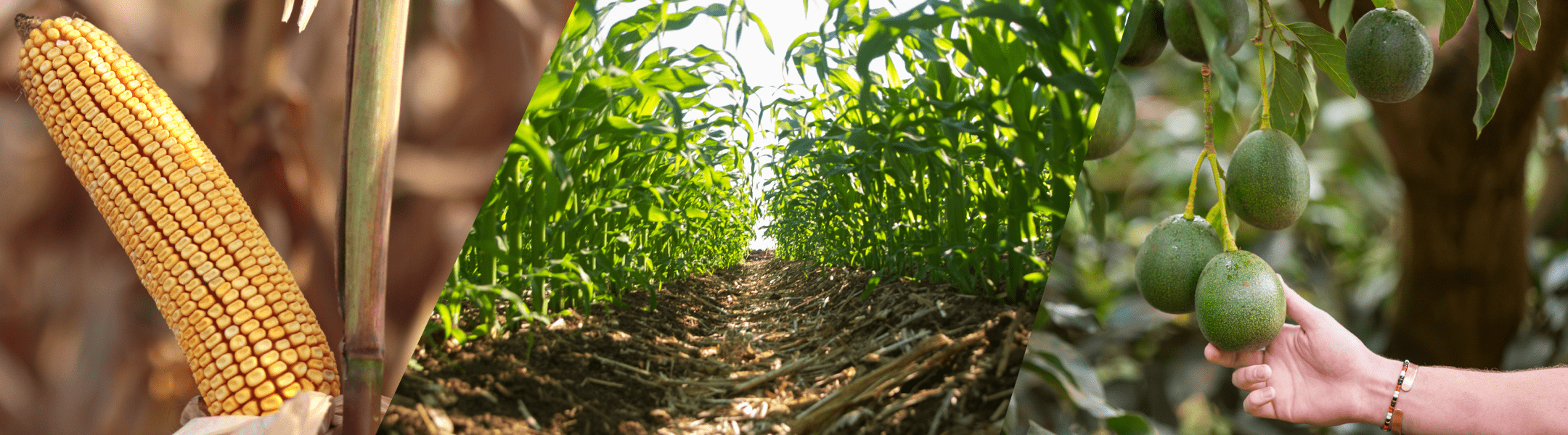 SDI Conventional™ | Netafim