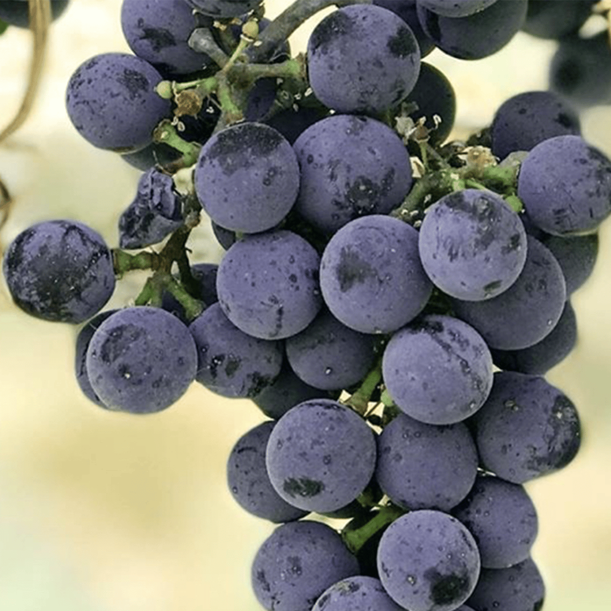 Increase Wine Grapes Yield Using Drip Irrigation | Netafim