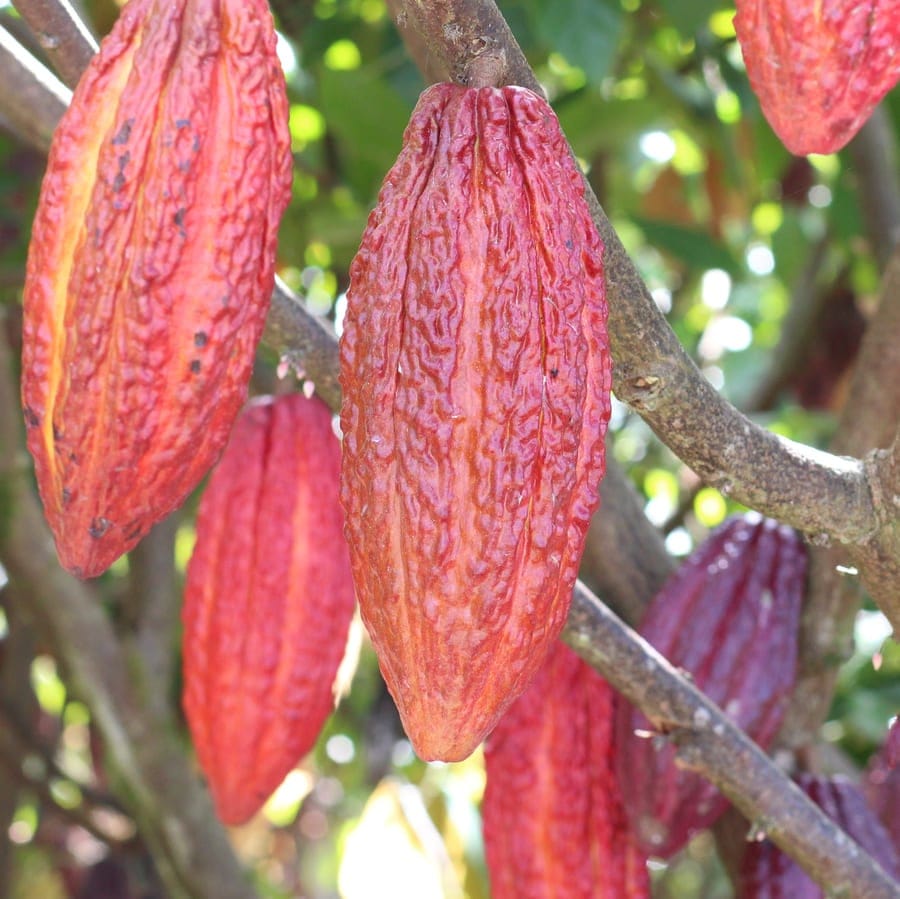 Increase Premium Cocoa Yield Using Drip Irrigation | Netafim Increase Premium Cocoa Yield Using Drip Irrigation | Netafim