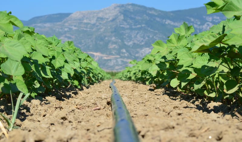 Cotton Farming Drip Irrigation