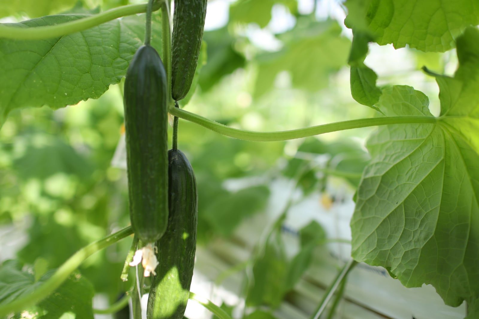 Commercial greenhouse projects | Gakon Netafim