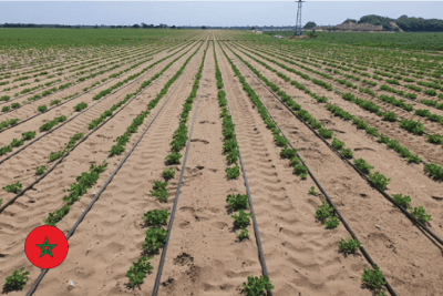 Low Energy | Gravity Drip Irrigation System