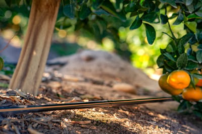 Drip Irrigation Systems | Netafim