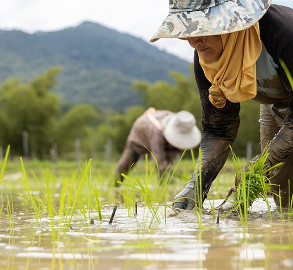 Low Energy | Gravity Drip Irrigation System