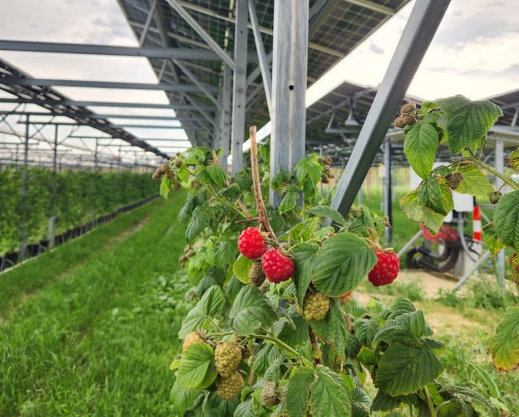 Agri-PV: Transforming Agriculture with Solar Energy | Netafim