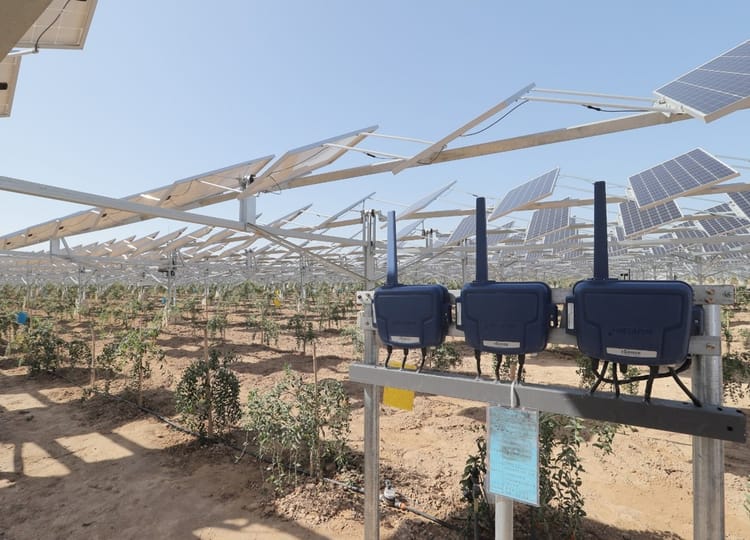 Agri-PV: Transforming Agriculture with Solar Energy | Netafim