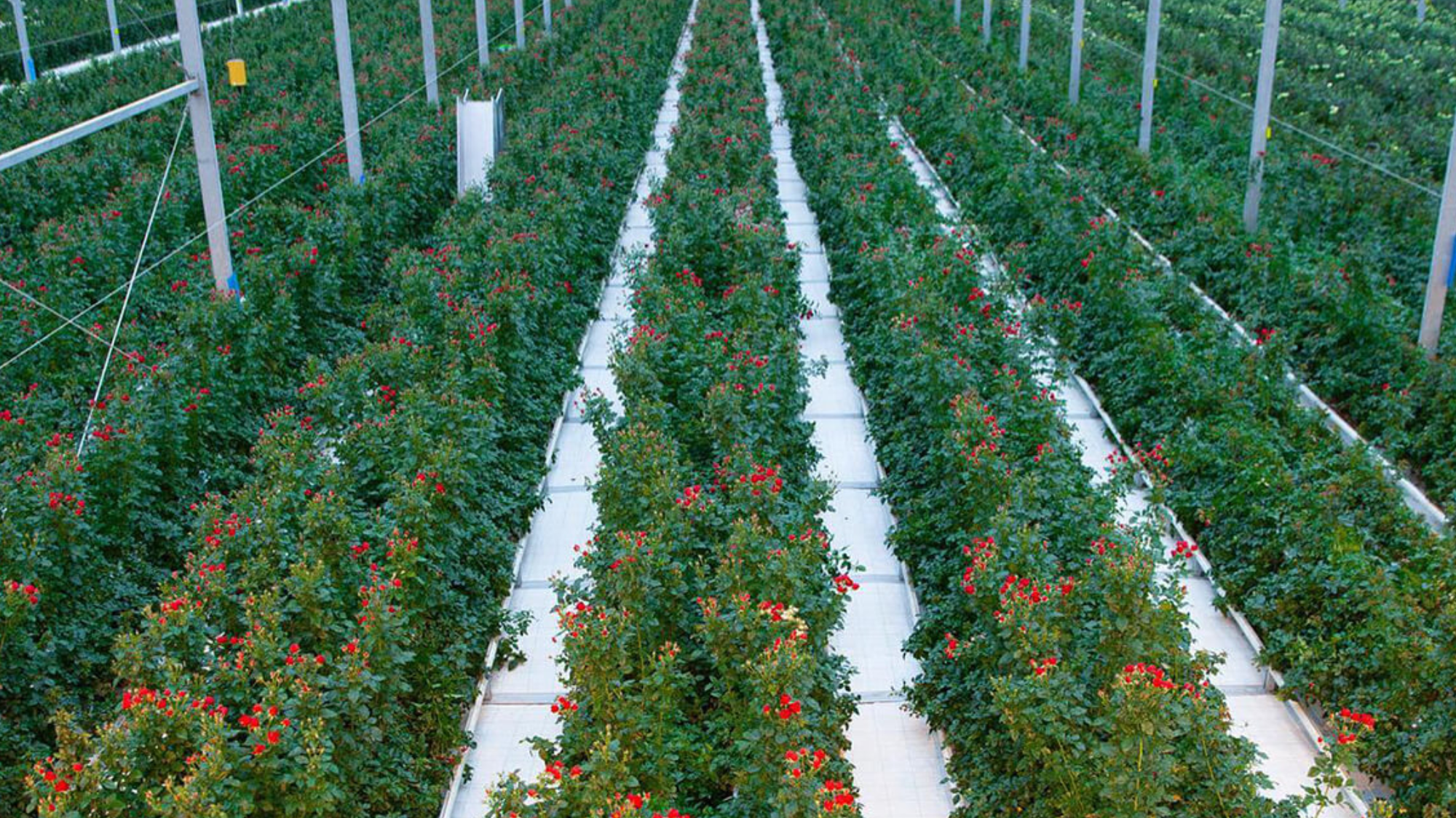 Floriculture Business From the Ground Up