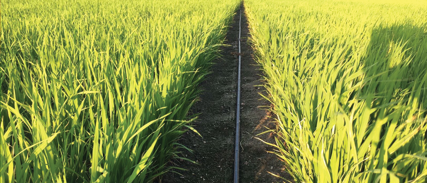 Grow More Rice, Less Methane | Netafim Blog