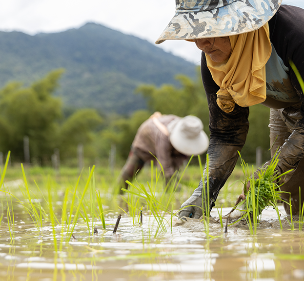 Low Energy | Gravity Drip Irrigation System