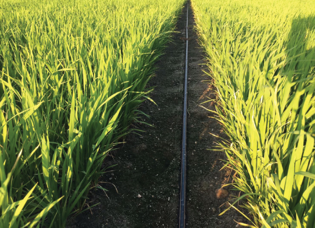 Netafim enters rice drip irrigation commercial phase | Netafim