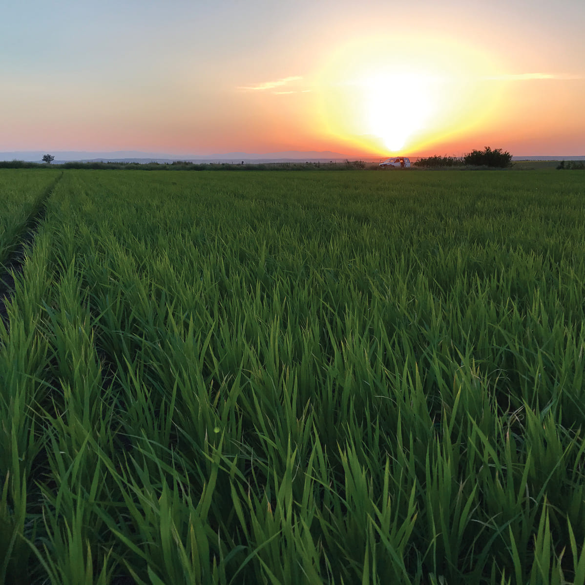 Increase Rice Yield Using Drip Irrigation | Netafim
