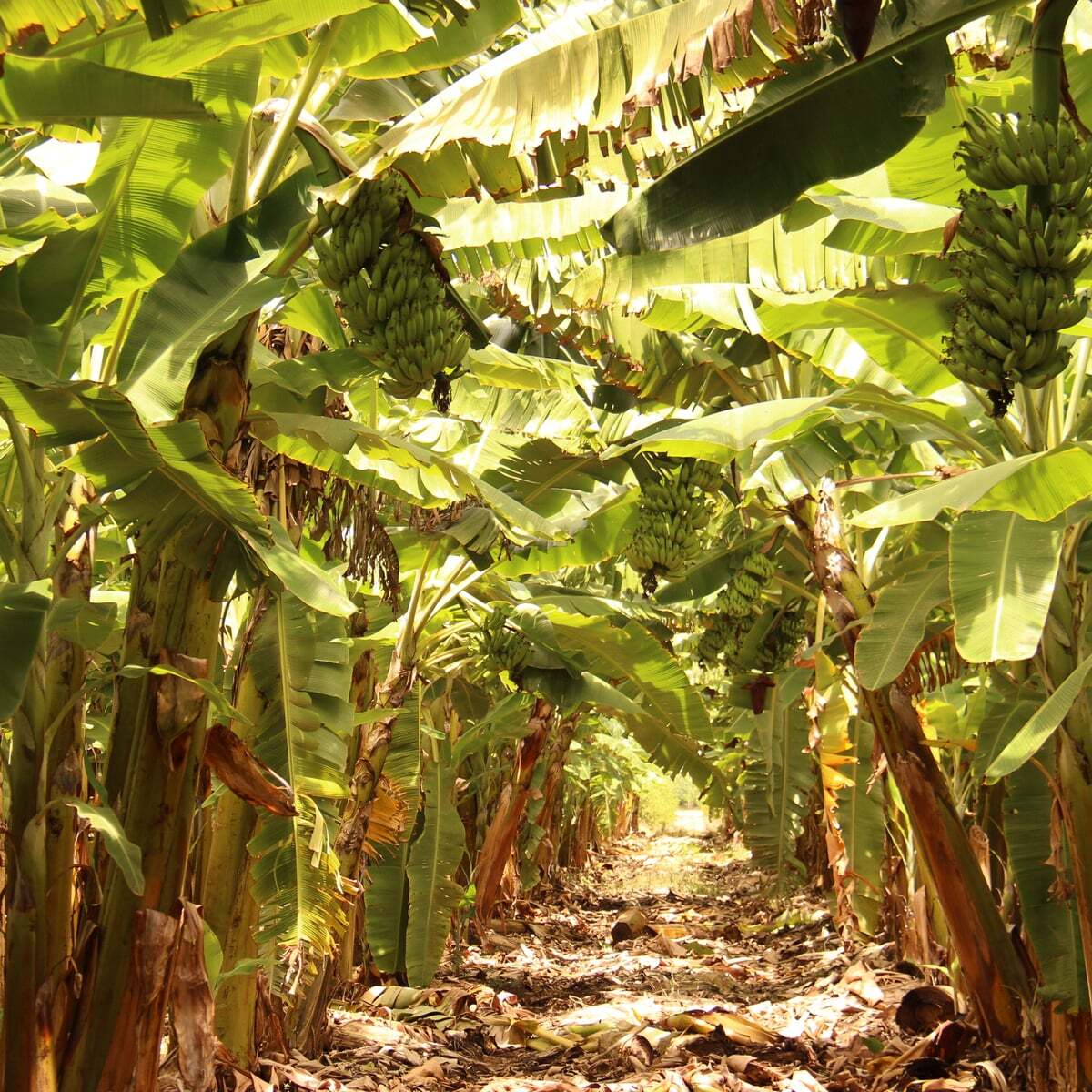 Increase Banana Yield Using Drip Irrigation | Netafim
