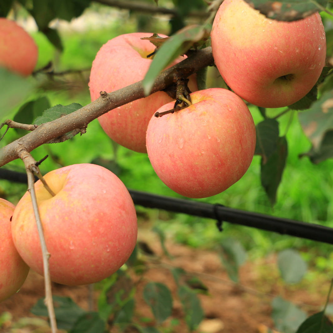 Increase Apple Yield Using Drip Irrigation | Netafim