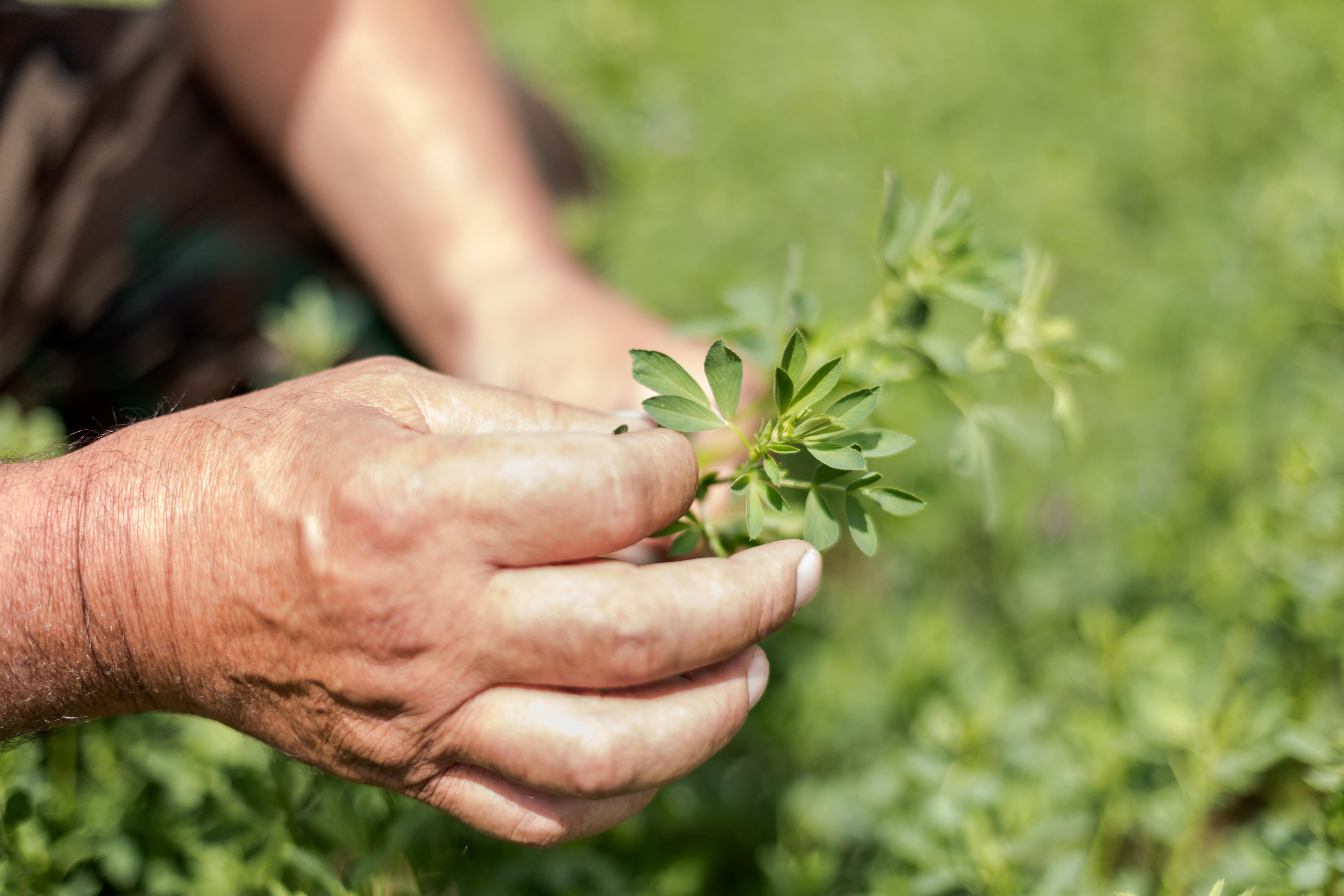 SDI-GO™ Set and succeed | Netafim