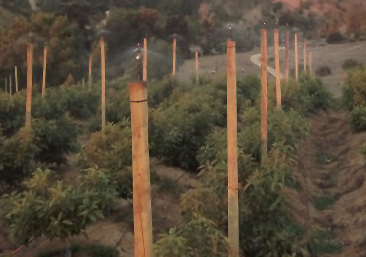 Save money on frost protection with sprinkler irrigation I Netafim