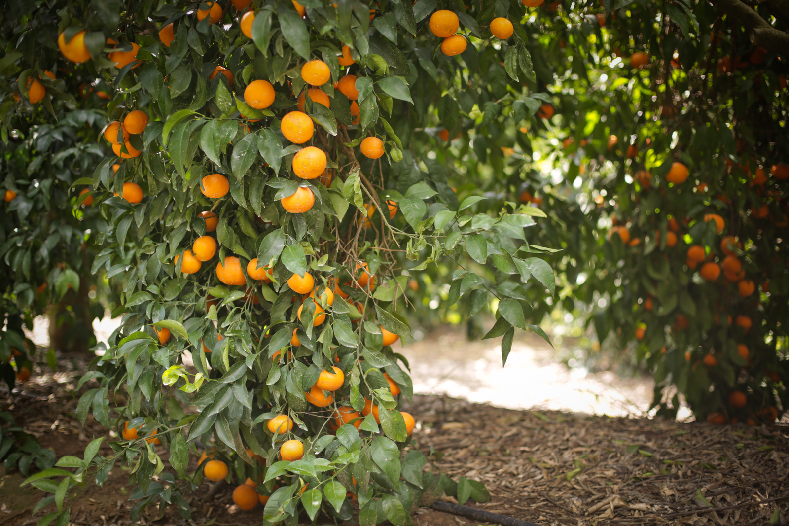 Increase Citrus Yield Using Drip Irrigation | Netafim