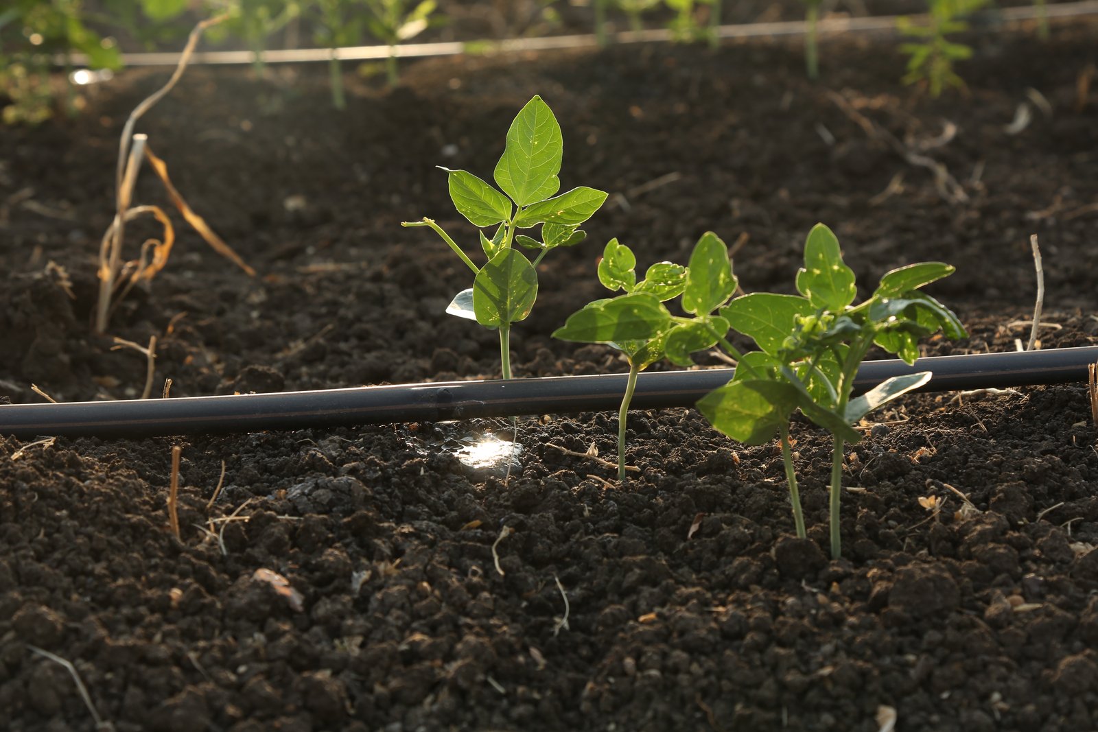 The Future of Farming: Smart Community Irrigation Solutions