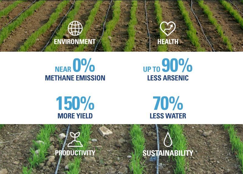 Will Rice Save the World? | Netafim Blog