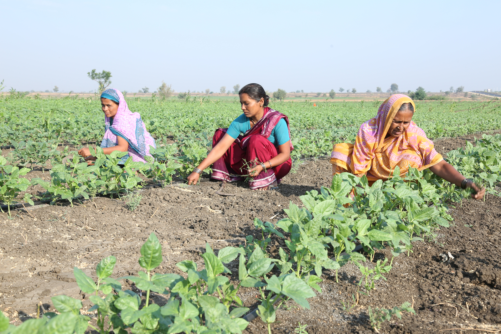 Community Irrigation & Rural Development Projects | Netafim