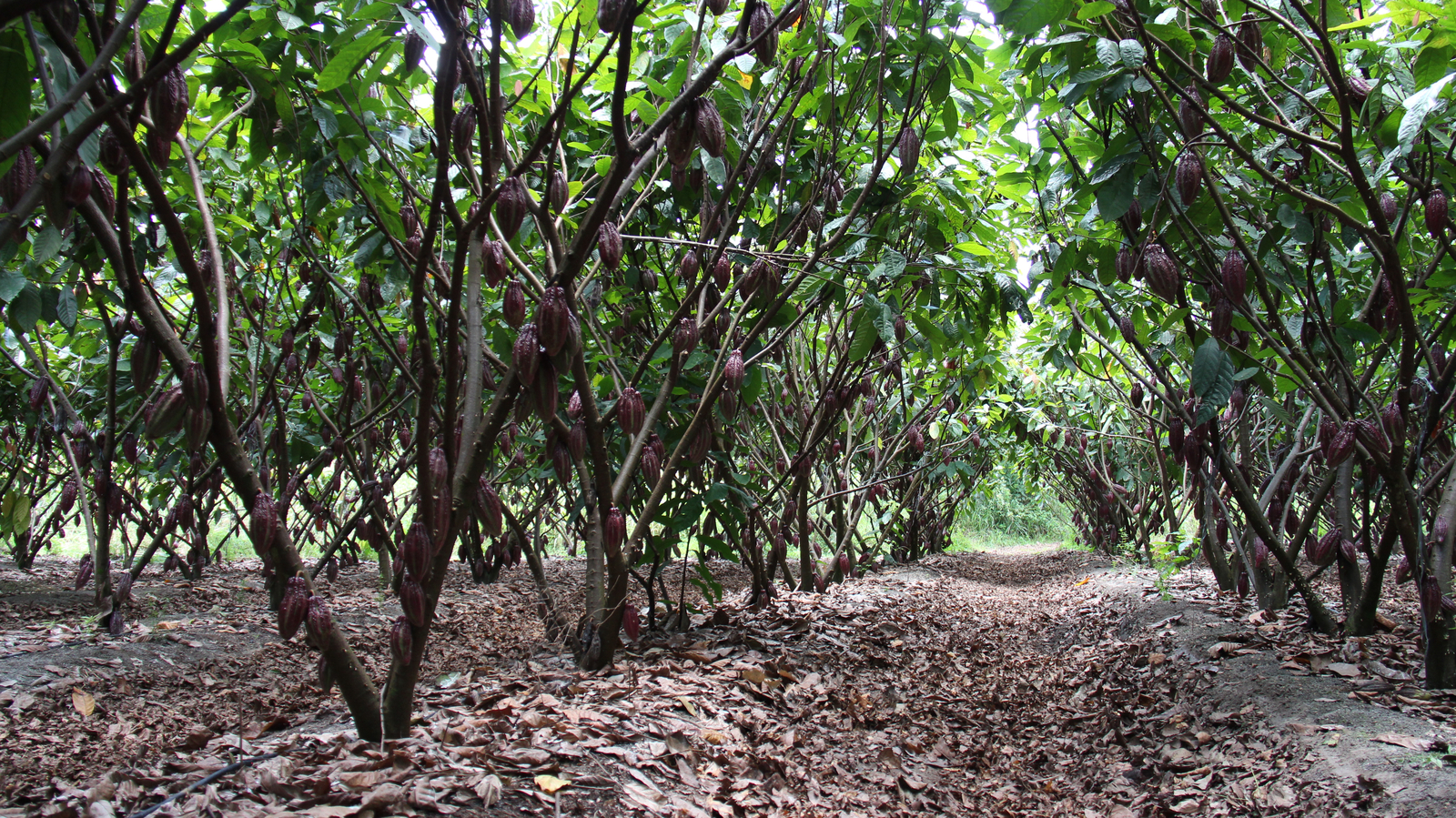 Increase Premium Cocoa Yield Using Drip Irrigation | Netafim
