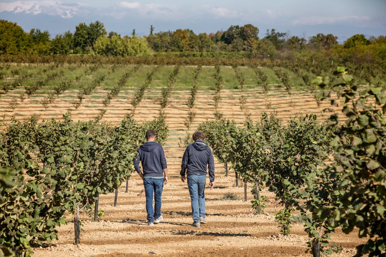 Increase hazelnut size and yield with Netafim drip irrigation.