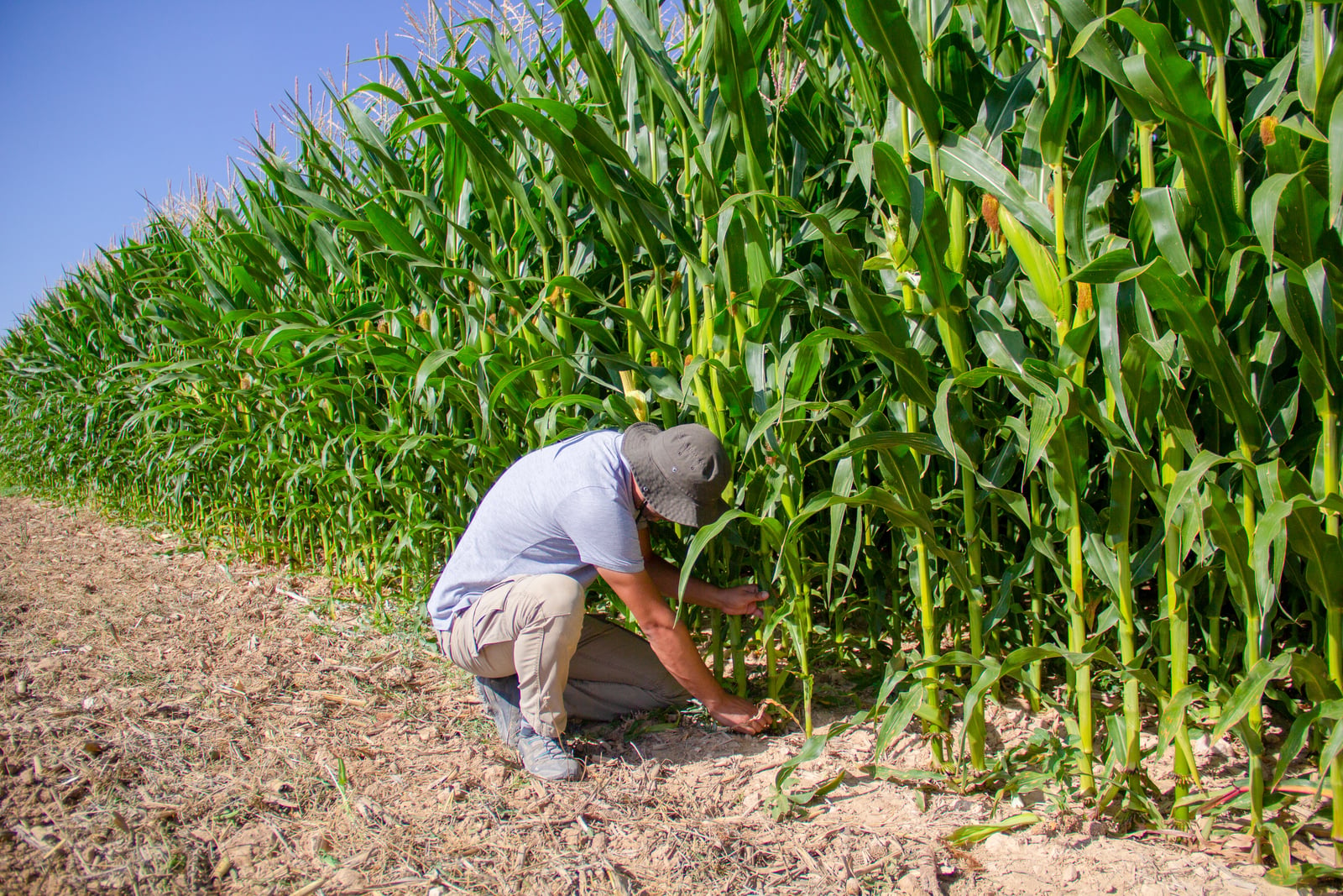 Drip Irrigation for Corn – increasing yields, saving water