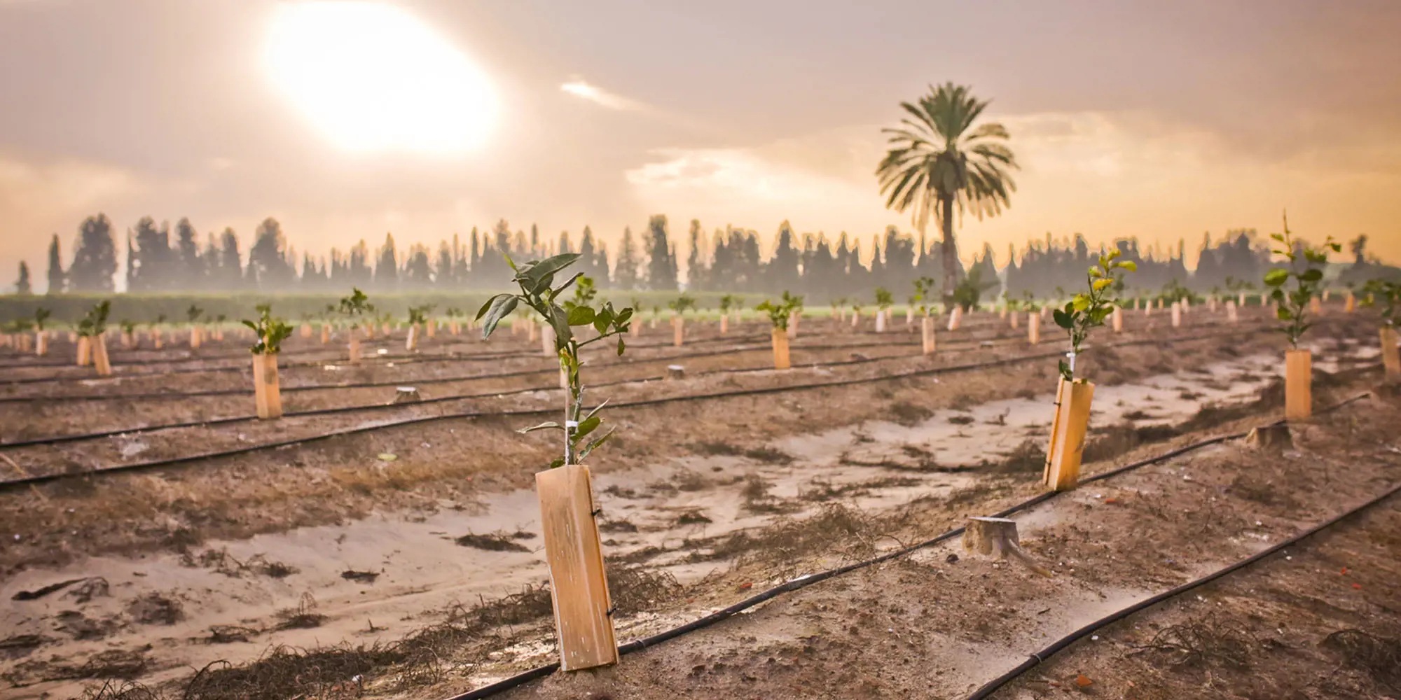 Irrigation as a Service | Netafim USA Irrigation as a Service | Netafim USA