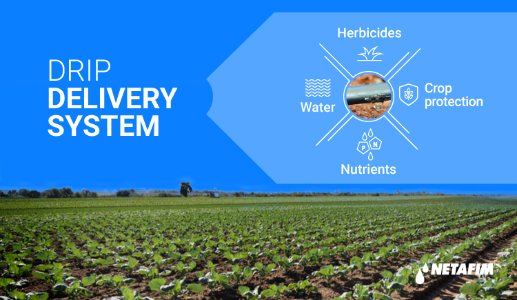 Drip as a Delivery System