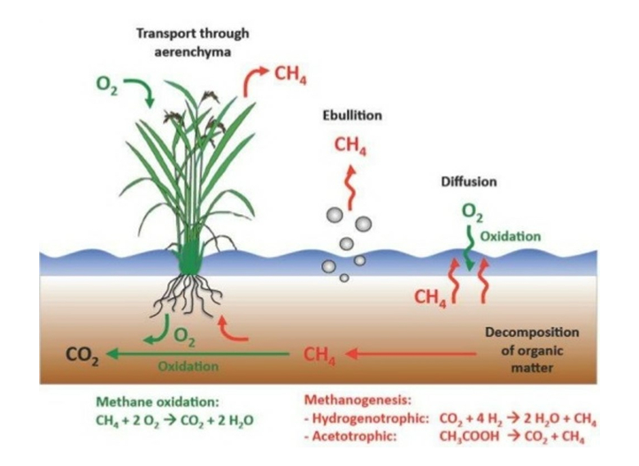 Grow More Rice, Less Methane | Netafim Blog