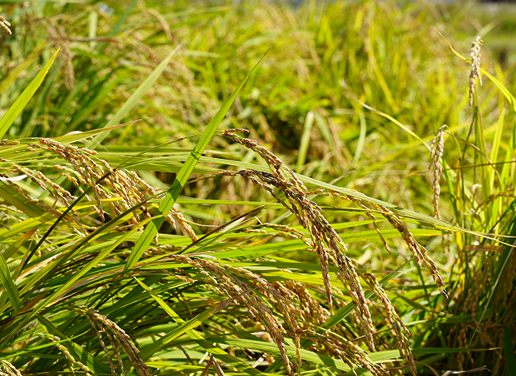 Growing Rice in Japan