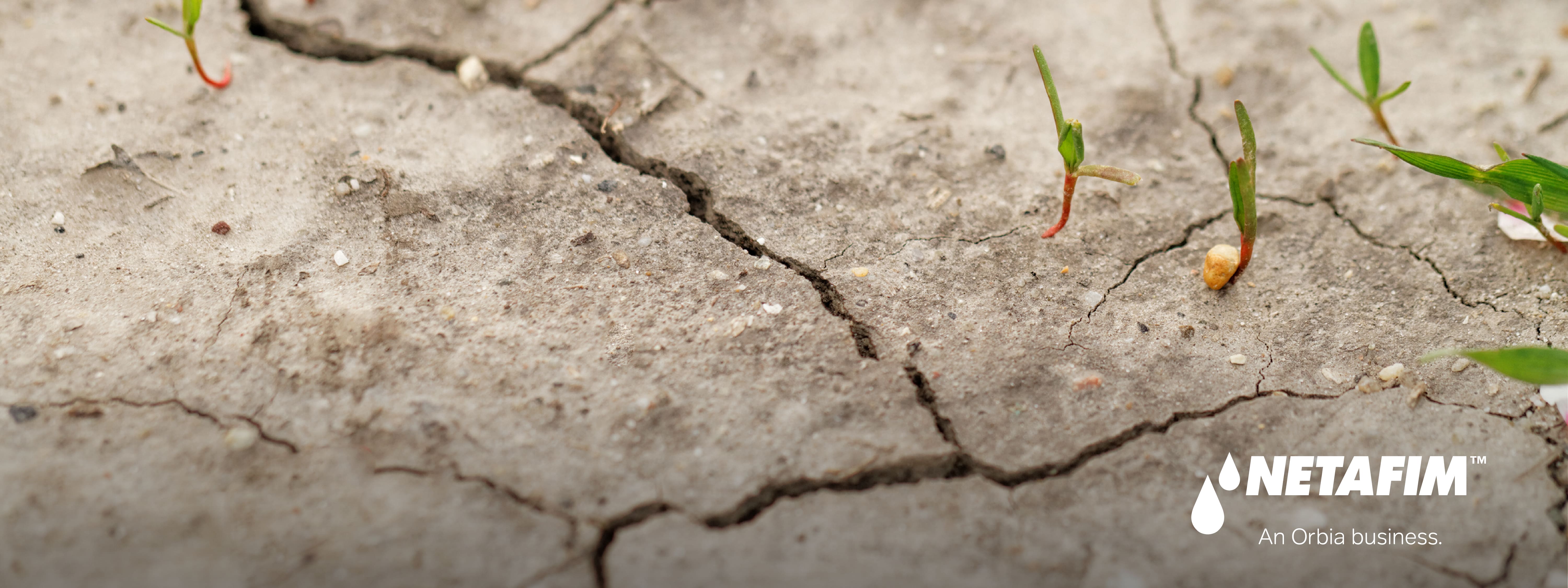 Is Soil Salinity a Threat to Our Food Security?