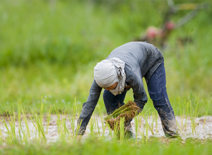 Will Rice Save the World? | Netafim Blog