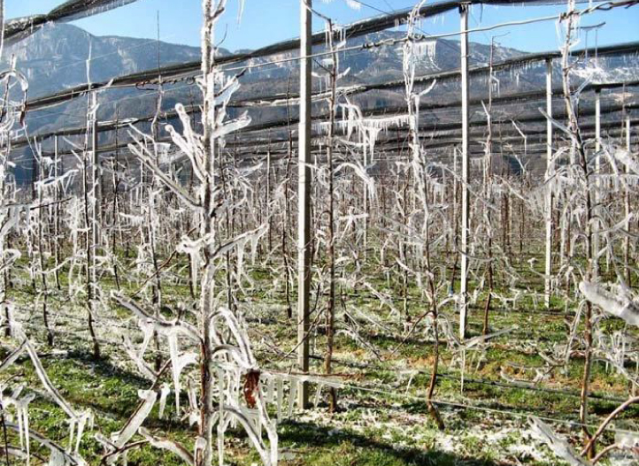 The Battle Against Spring Frost Warms Up