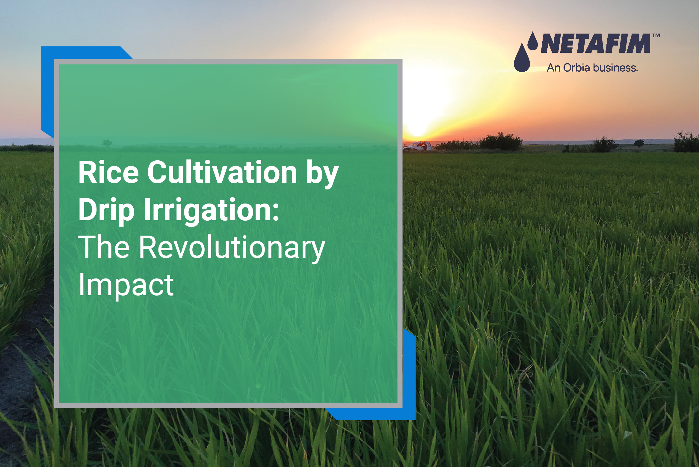 Revolutionary Transformation Of Rice Through Drip Irrigation