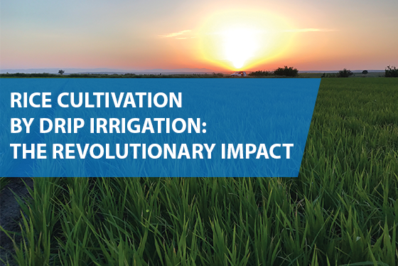 Revolutionary Transformation Of Rice Through Drip Irrigation