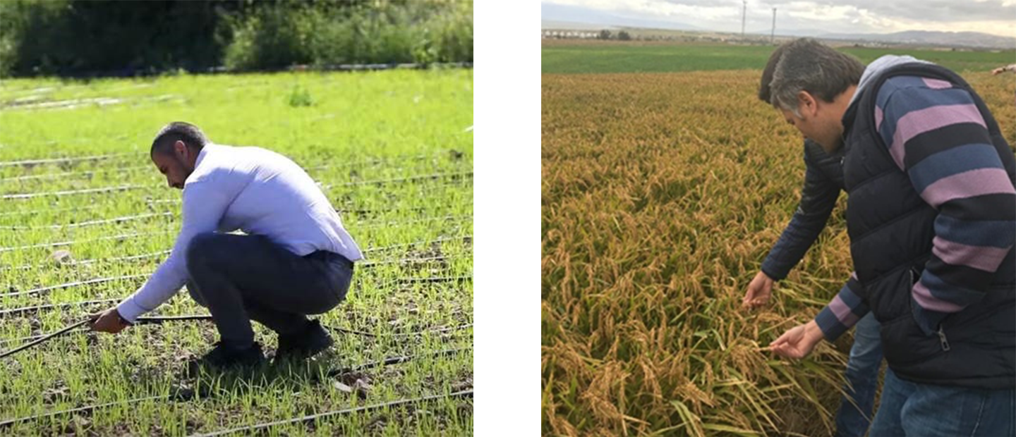 Revolutionary Transformation of Rice through Drip Irrigation