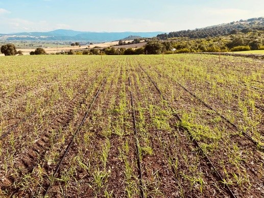 Revolutionary Transformation of Rice through Drip Irrigation