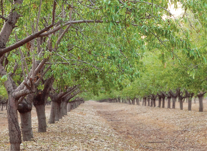 Almond Farming Irrigation - Meeting Almond Tree Water Requirements