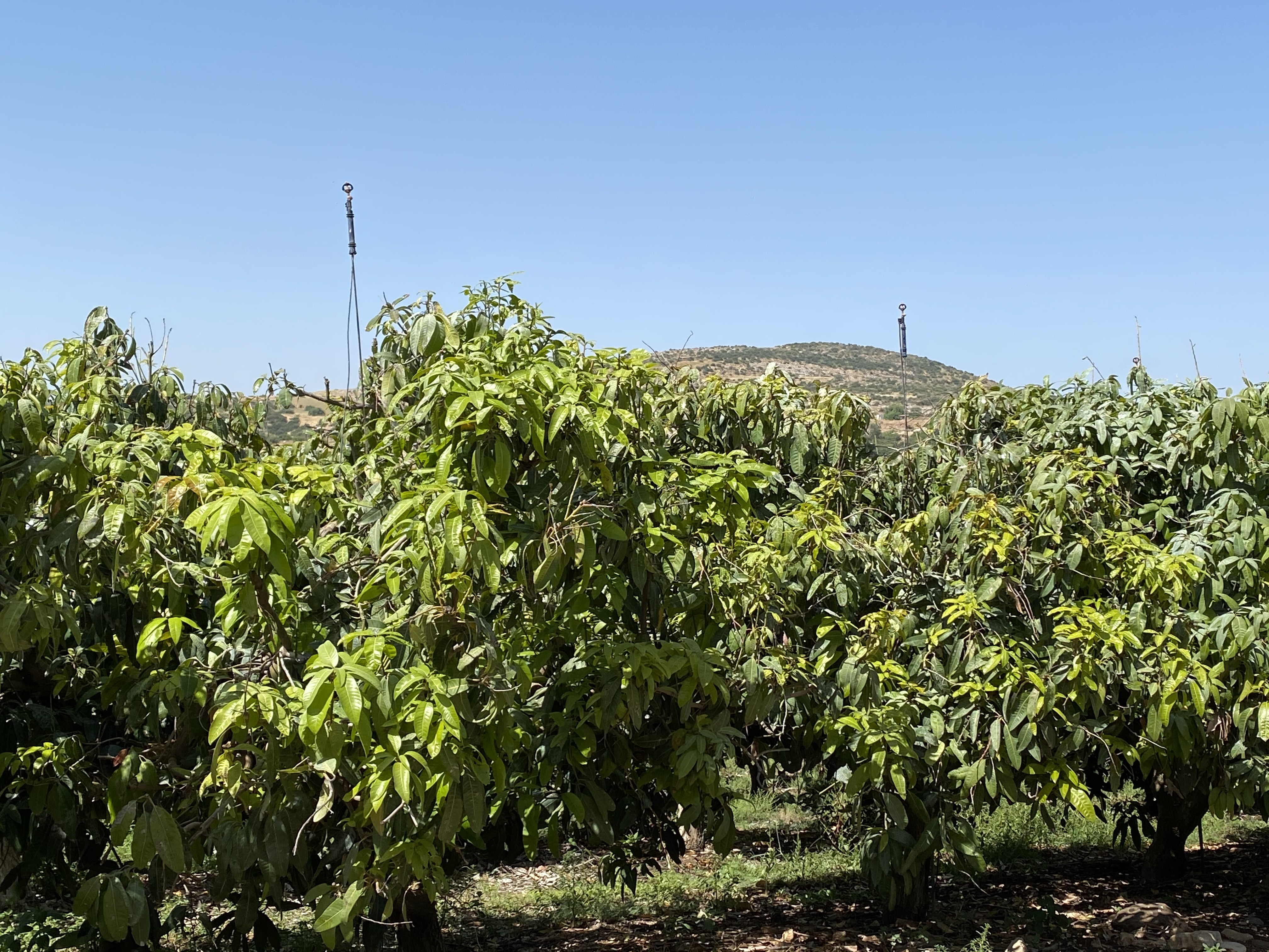 Increase Avocado Yield Using Drip Irrigation | Netafim