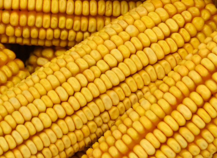 Corn Drip Irrigation Methods - Meeting Corn Water Requirements