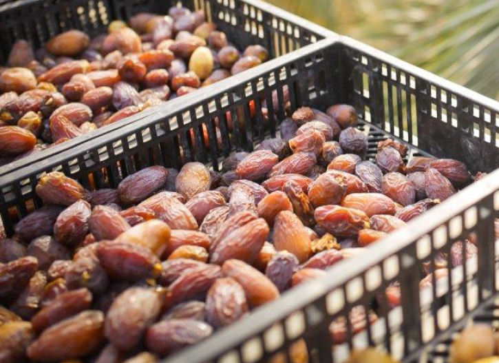 Turn you date palm orchard into a successful business | Netafim