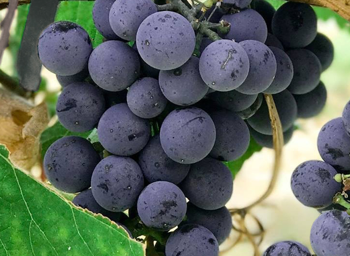 Drip Irrigation for Grape Vines - Vineyard Irrigation