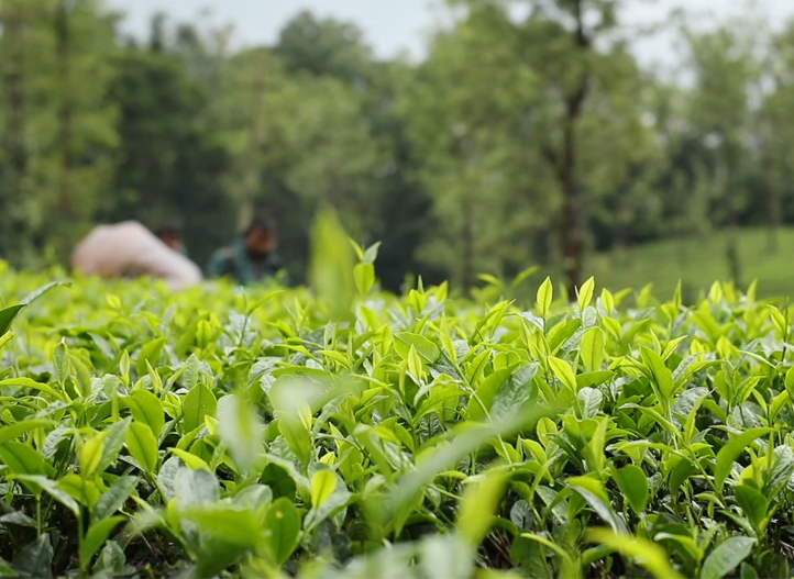 Tea Plantation Farming