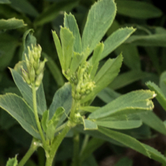 Alfalfa Watering with Subsurface Drip Irrigation | Netafim USA