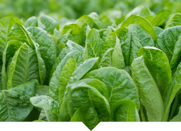 Precision Fertigation Systems | Netafim