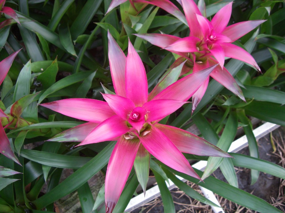 Bromelia (pot) | Netafim