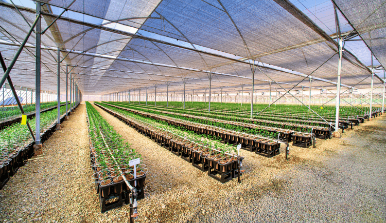 Setting Komati Fruit Nurseries up for growing success | Blog | Vegtech ...