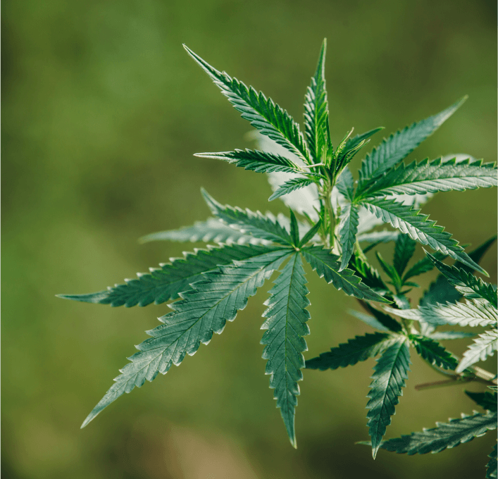 Cultivate Your Medical Cannabis Business | Vegtech Netafim - Netafim