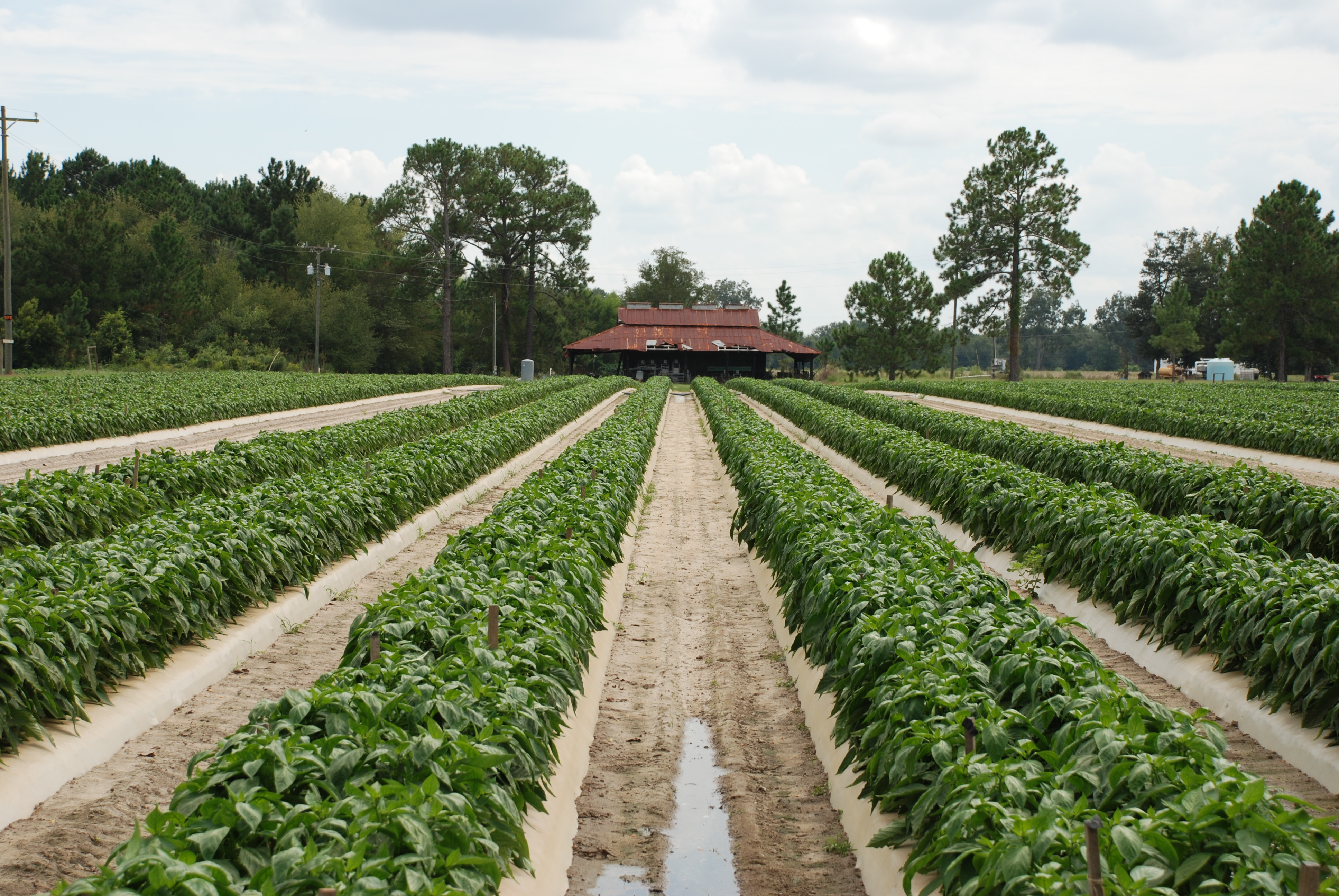 Row Crop Drip Irrigation Agricultural Irrigation Cost Installation
