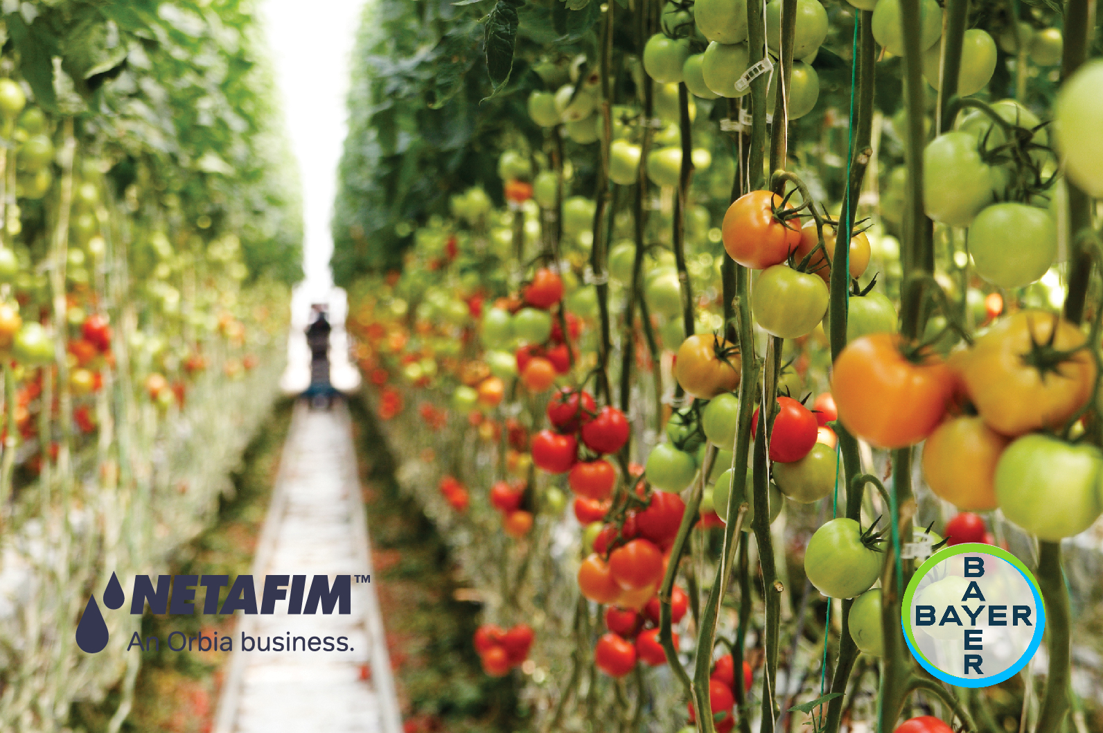 Bayer, Orbia Netafim expand collaboration to advance digital farming technology